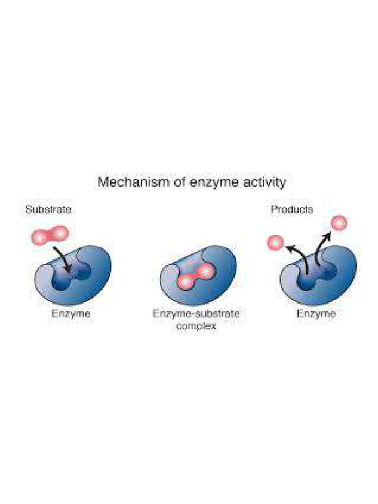 Mekanisme Enzim | PDF