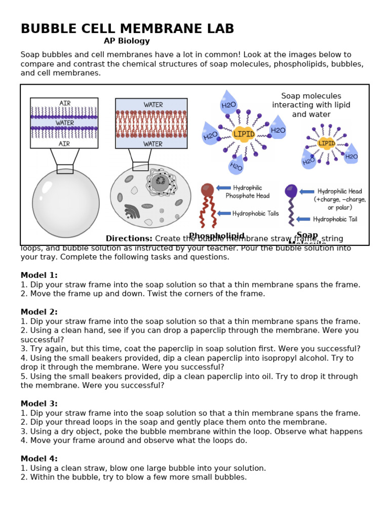 Bubble Cell Membrane Lab | PDF | Cell Membrane | Cell Anatomy
