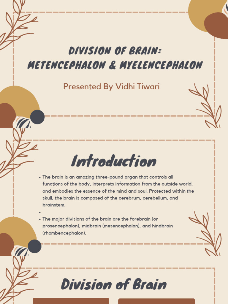 Division of Brain Metencephalon & Myelencephalon | PDF | Brain | Cerebellum