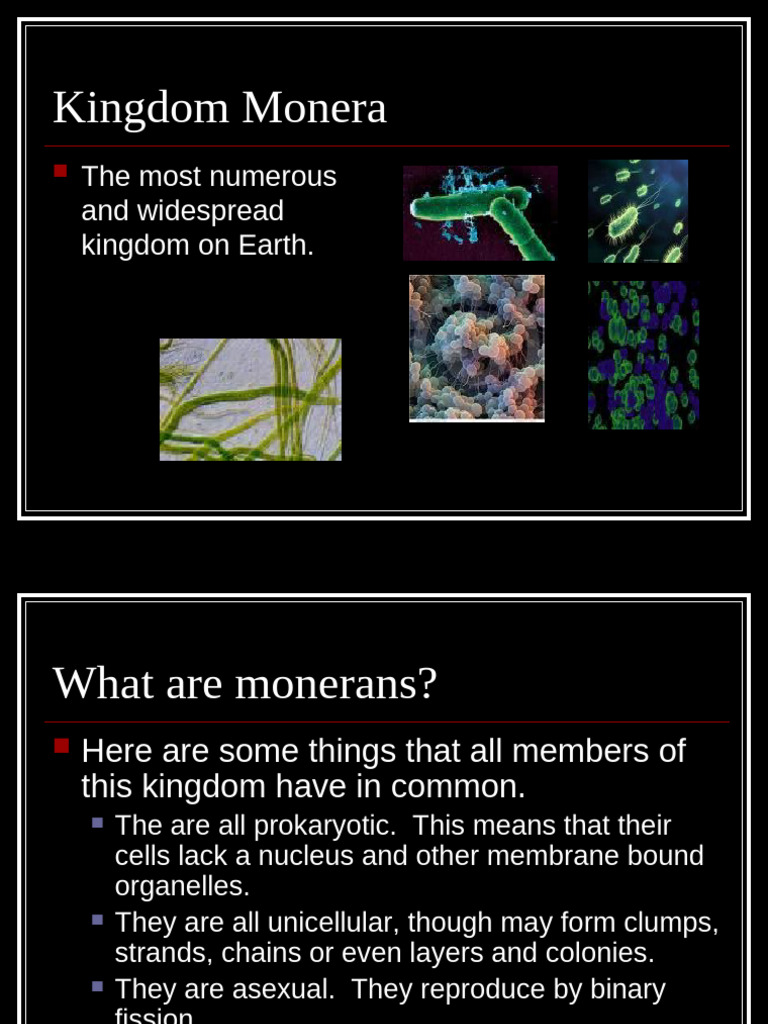 Kingdom Monera 1 1 | PDF | Bacteria | Archaea