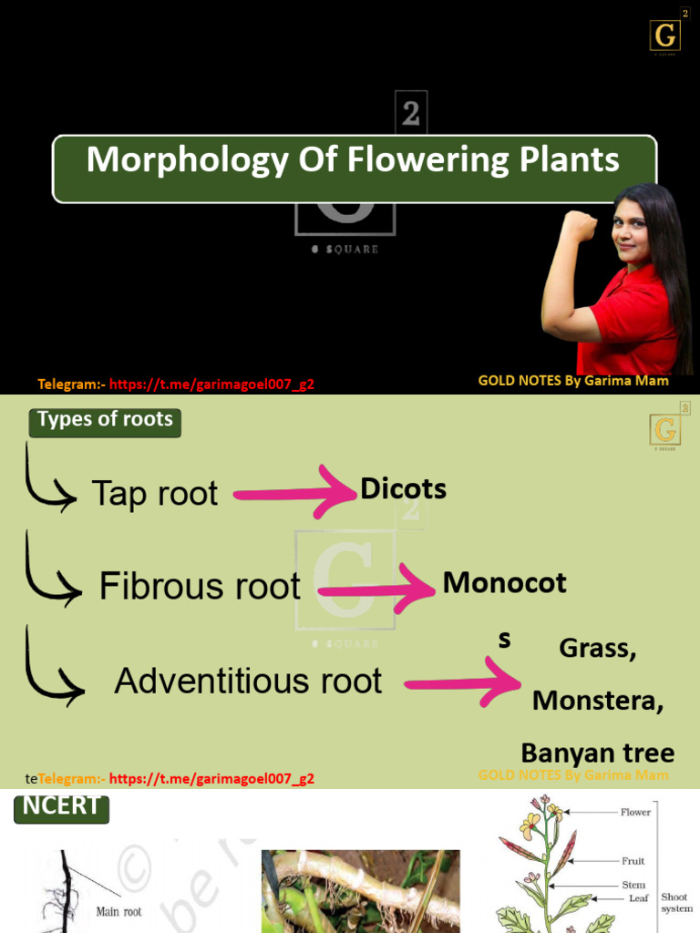 Morphology in Flowering Plant 2024 Gold Notes by Garima Mam | PDF ...