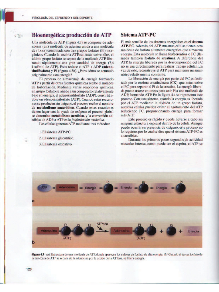 Bioenergetica Produccion de ATP | PDF