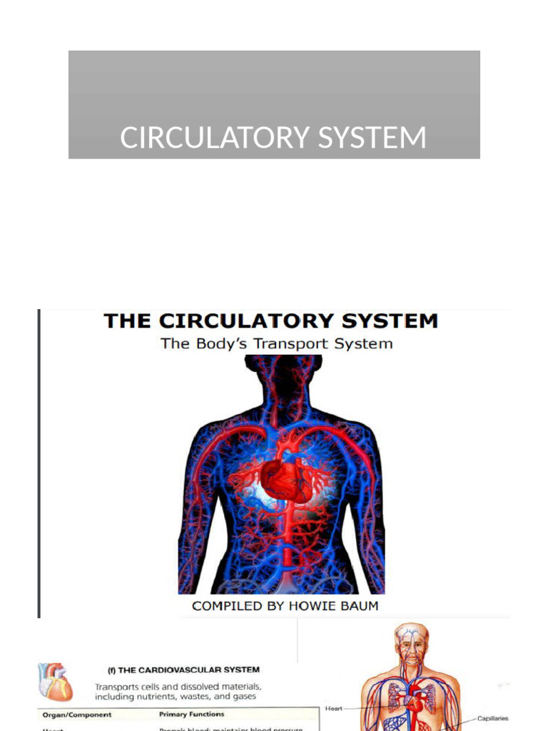 Circulatory System | PDF