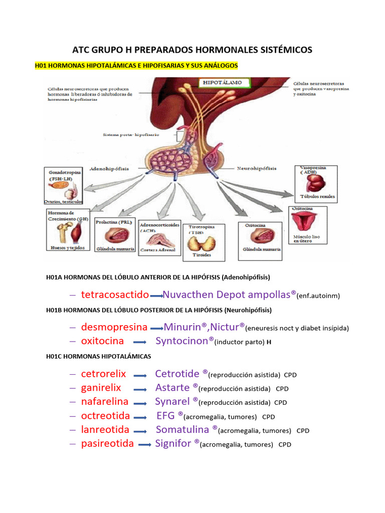 1. ESQUEMA HORMONAS SISTEMICAS | PDF | Glándula pituitaria | Hipertiroidismo