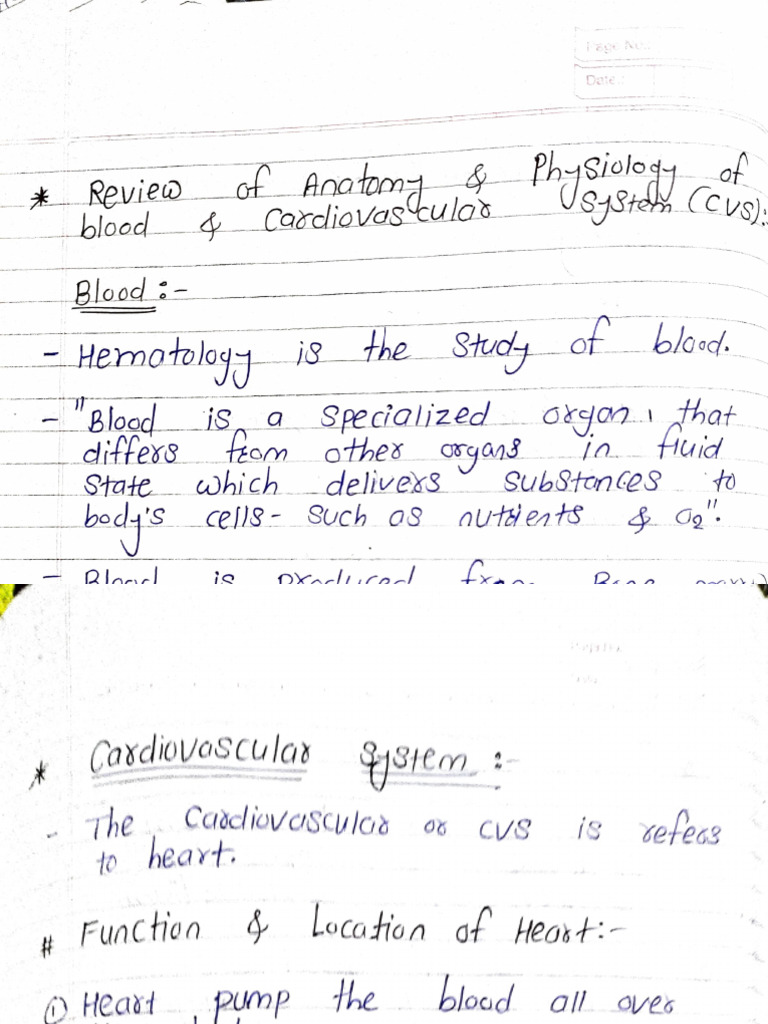 Anatomy | PDF