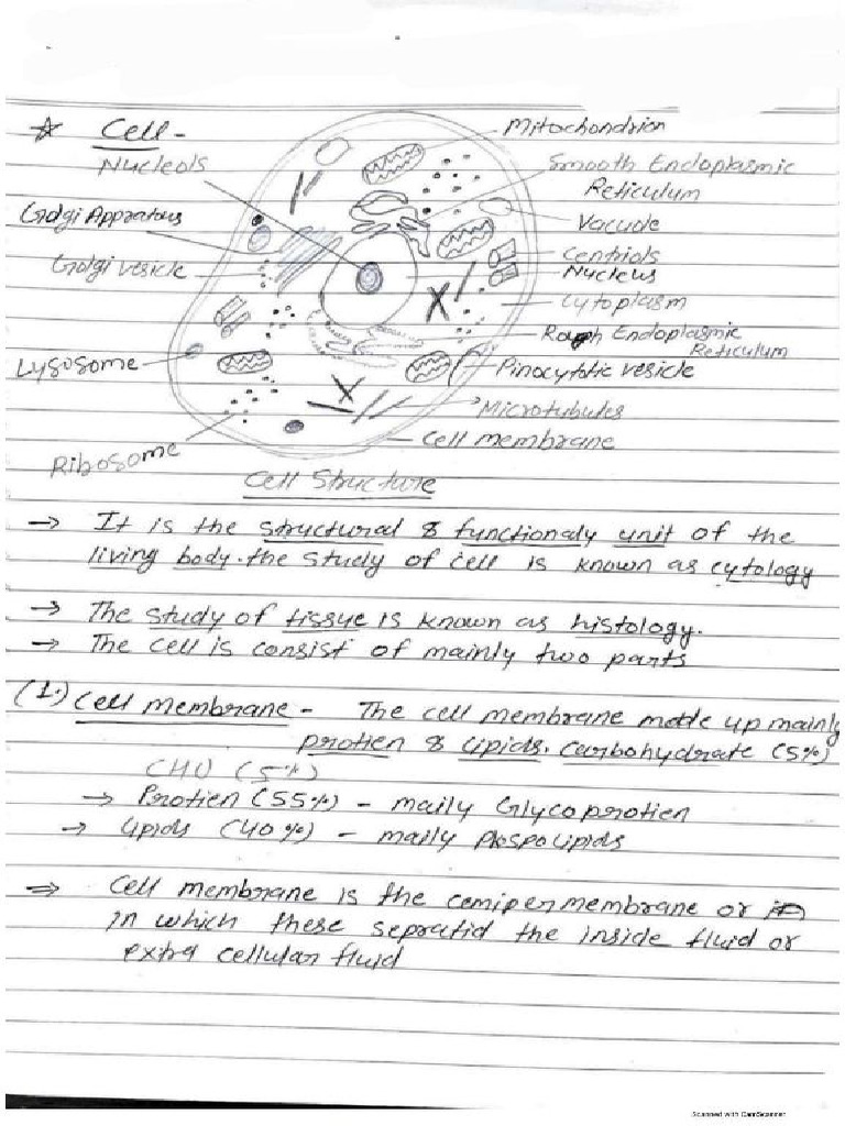 Anatomy and Physiology Notes PDF | PDF