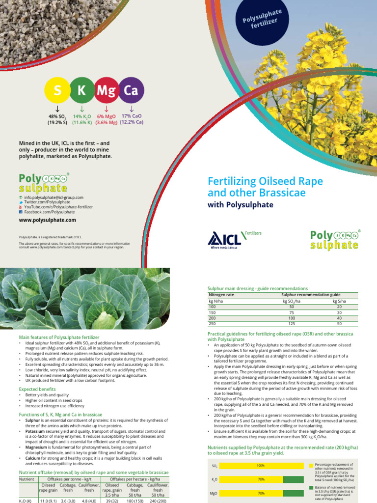 Polysulphate and Oilseeds Brassica | PDF | Fertilizer | Plant Nutrition