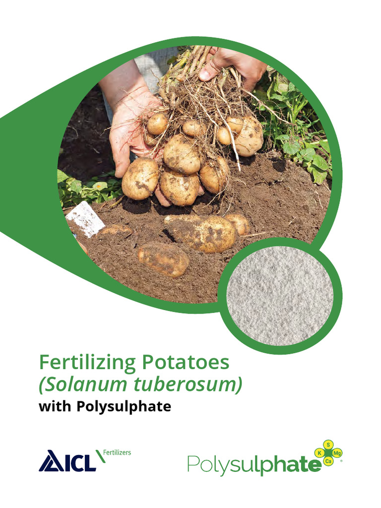 Polysulphate Fertilizer for Potatoes | PDF | Fertilizer | Plant Nutrition