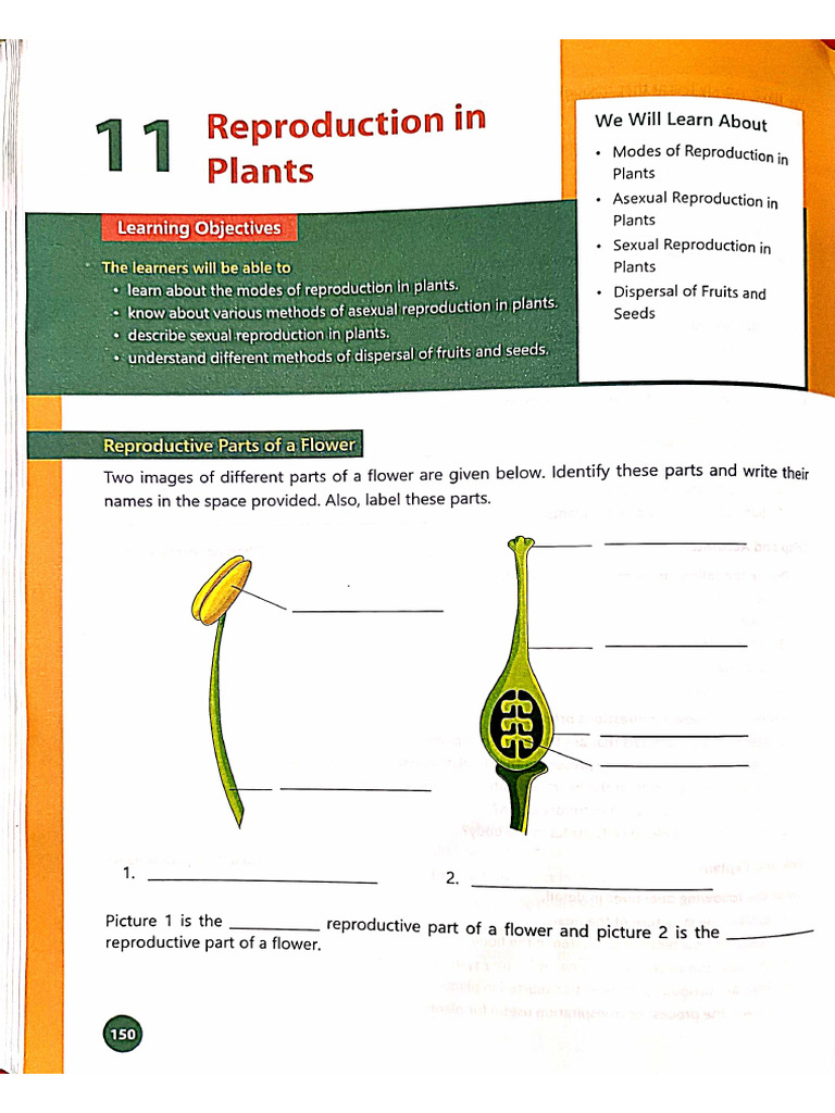 Reproduction in Plants | PDF