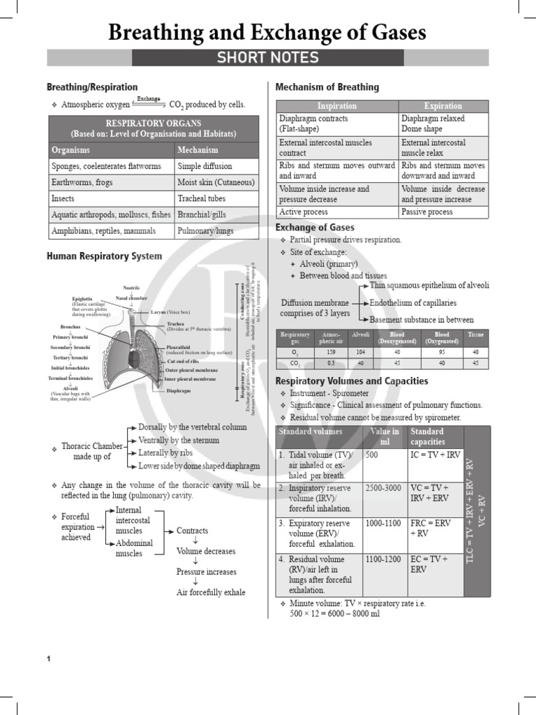 NEET Short Notes on Breathing | PDF | Respiratory System | Lung