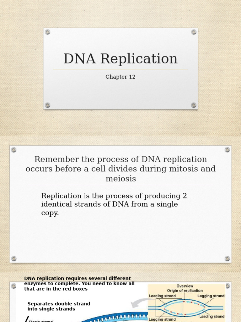 DNA Replication | PDF