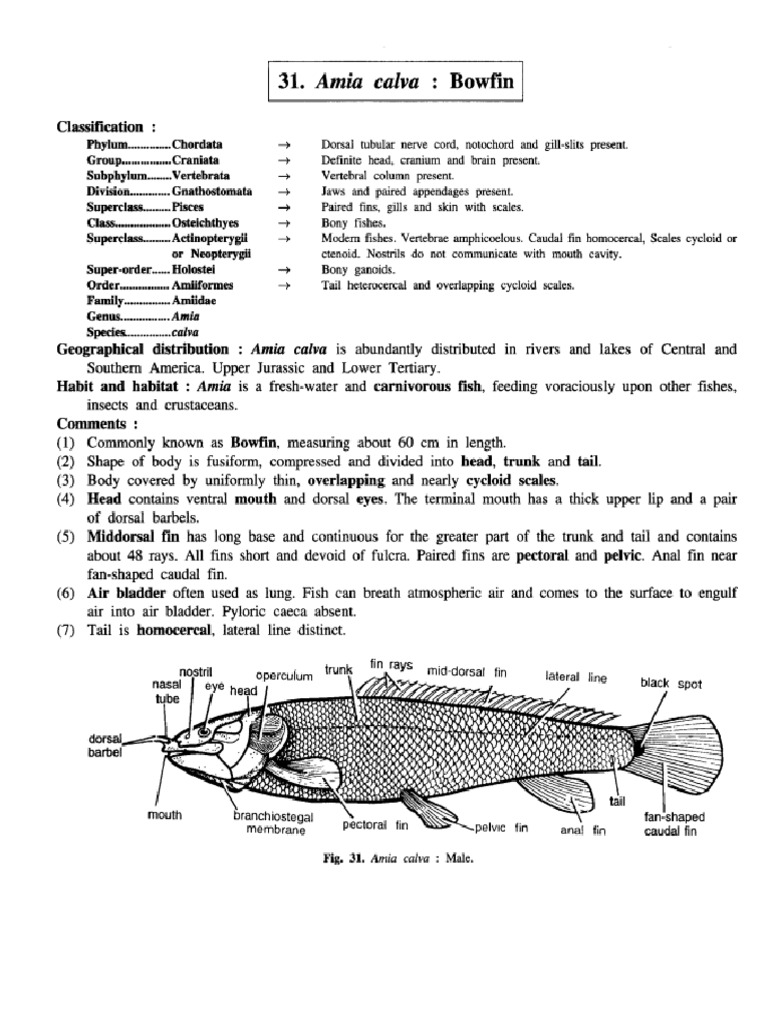Bony Fishes | PDF