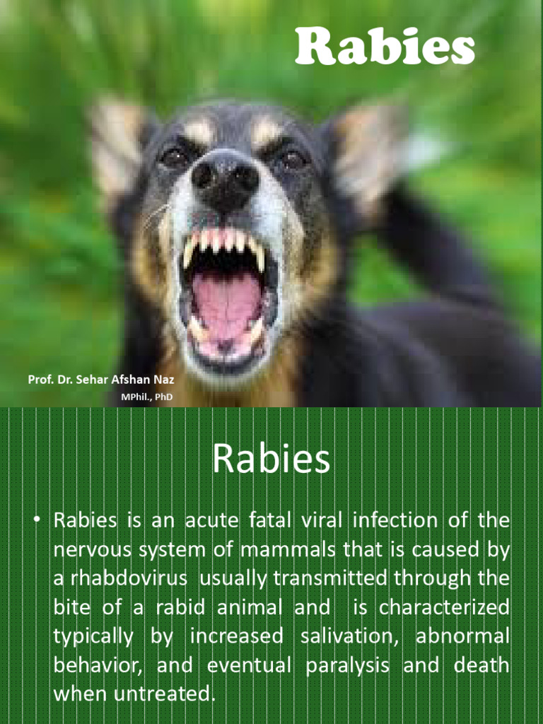 Rabies | PDF | Rabies | Virus