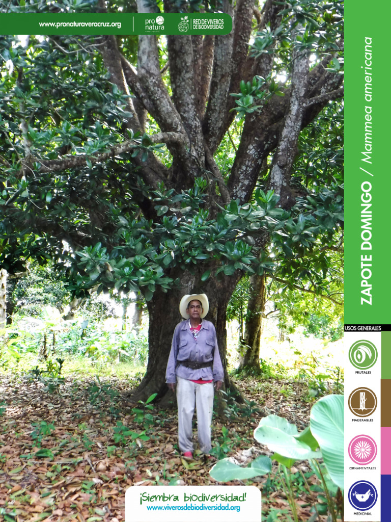 Zapote Domingo v2 | PDF