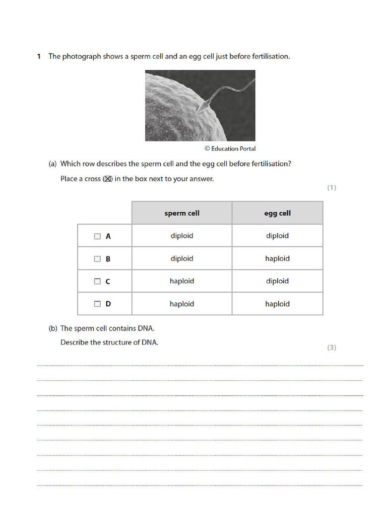 DNA - Protein Synthesis 1 QP | PDF | Translation (Biology) | Nucleic Acids