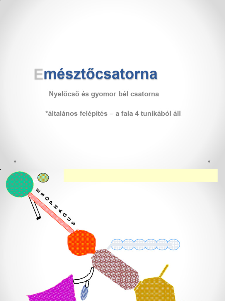 3 Tapcsatorna Altalanos Nyelocso Gyomor-2023 24 | PDF