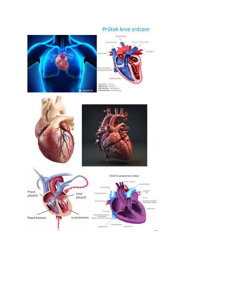 Srdce | PDF