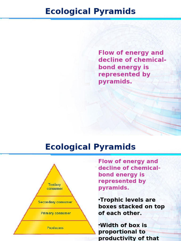 Lecture 10 - Ecological Pyramids Illustrate The Relationship of Trophic Levels | PDF