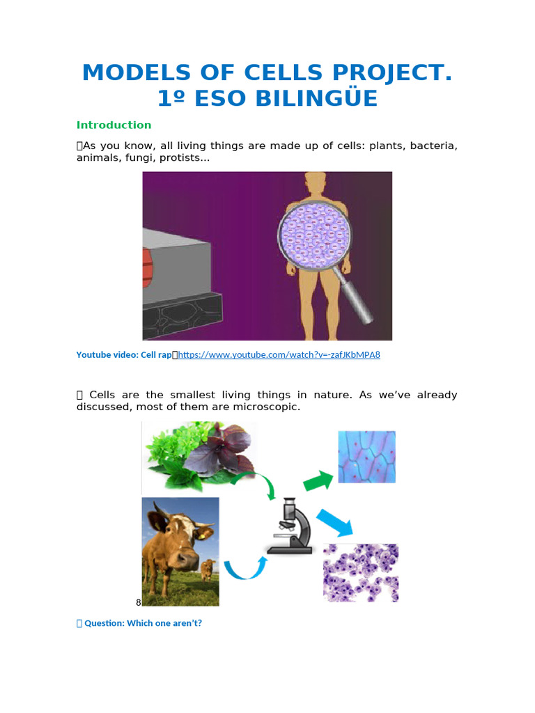 Eukaryotic Cell Models Project | PDF | Cell (Biology) | Eukaryotes