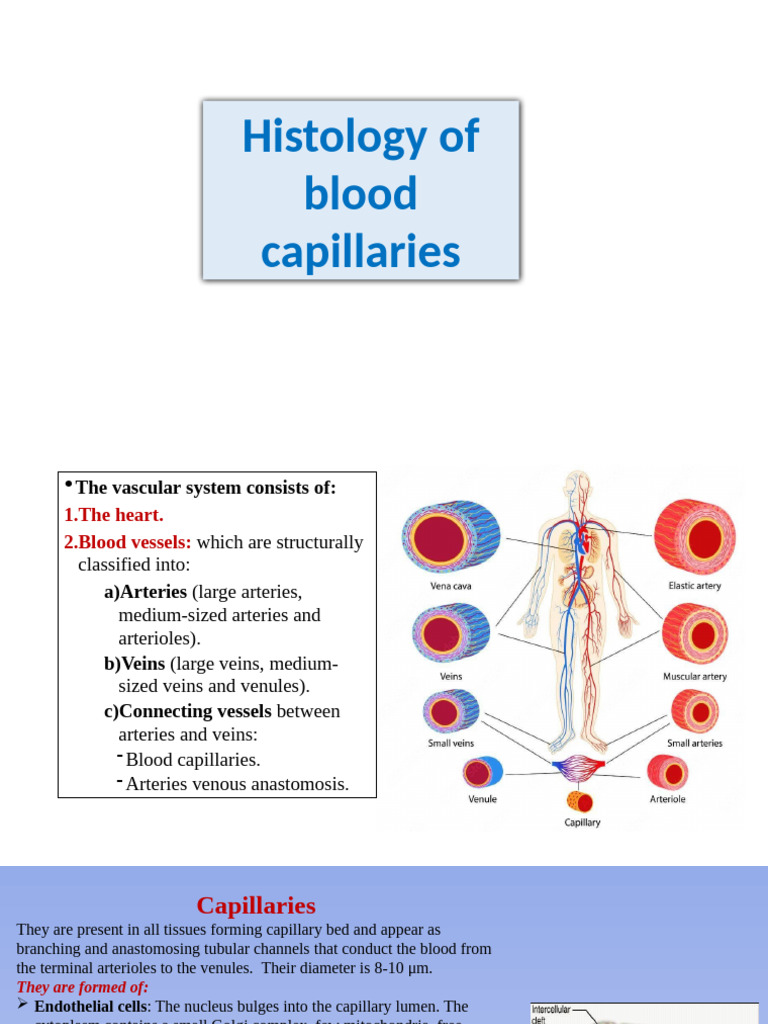 Types of Capillaries | PDF | Capillary | Artery