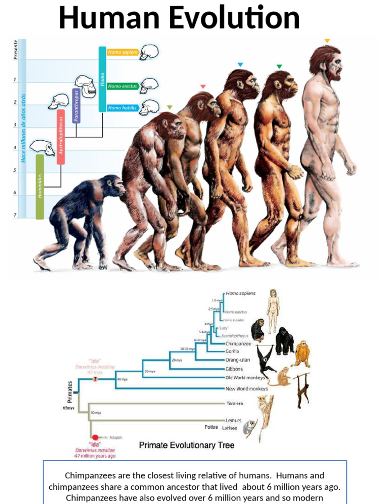 Human Evolution Pdf Homo Human Evolution