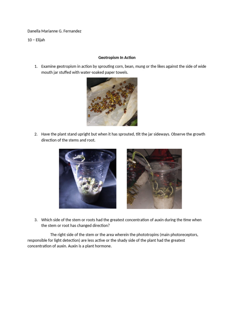 Fernandez - Geotropism in Action | PDF