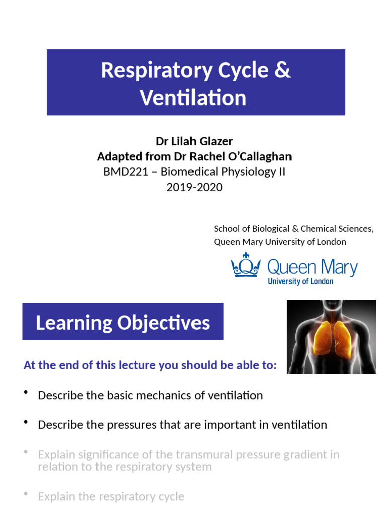 Respiratory Cycle Ventilation Notes Under Slide - BMD221 - LG - Class ...
