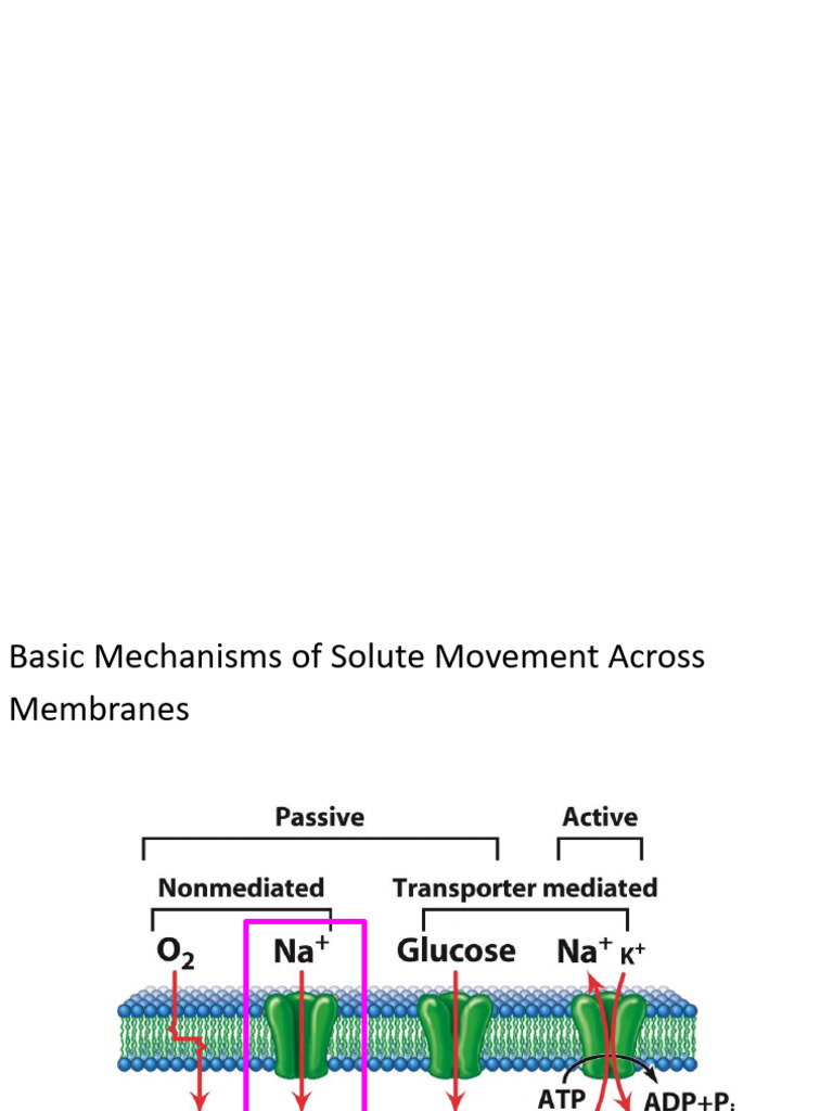 Lecture 7 - Membrane Transport Part II | PDF | Ion Channel | Cell Biology