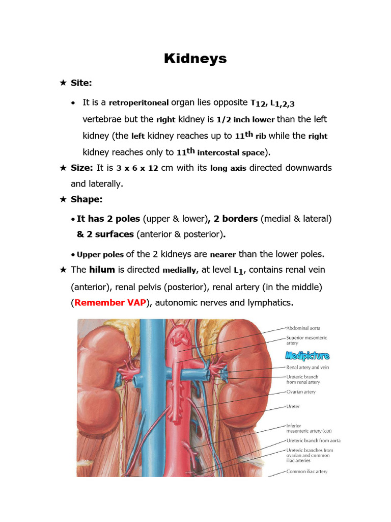 anatomy of Kidney 2023 | PDF | Kidney | Pelvis