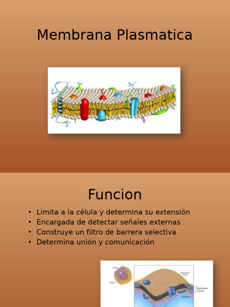 Membrana Plasmatica | PDF