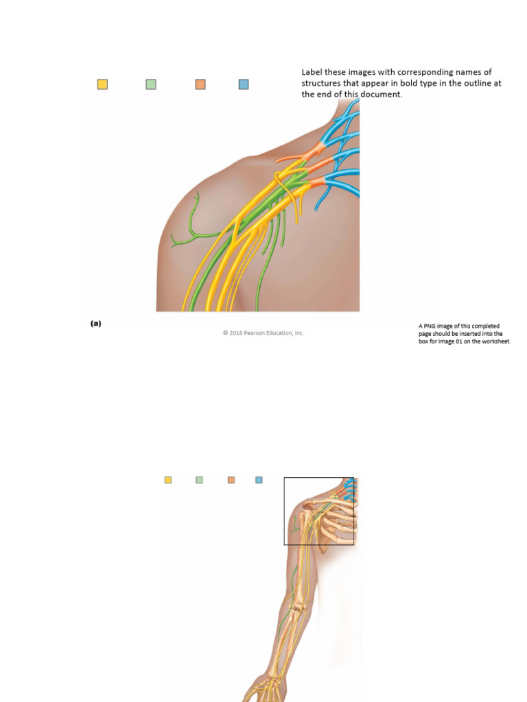 Module 2 B Anatomy Images and Outline | PDF
