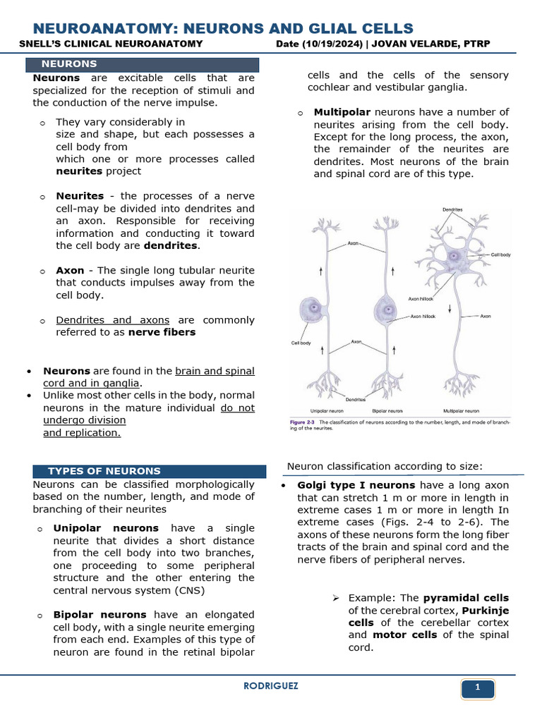 Neurons-and-Glial-Cells-Neuroanatomy | PDF | Action Potential | Axon