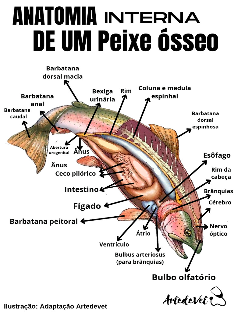 POSTERS Aves e PEIXE | PDF | Anatomia | Coluna vertebral