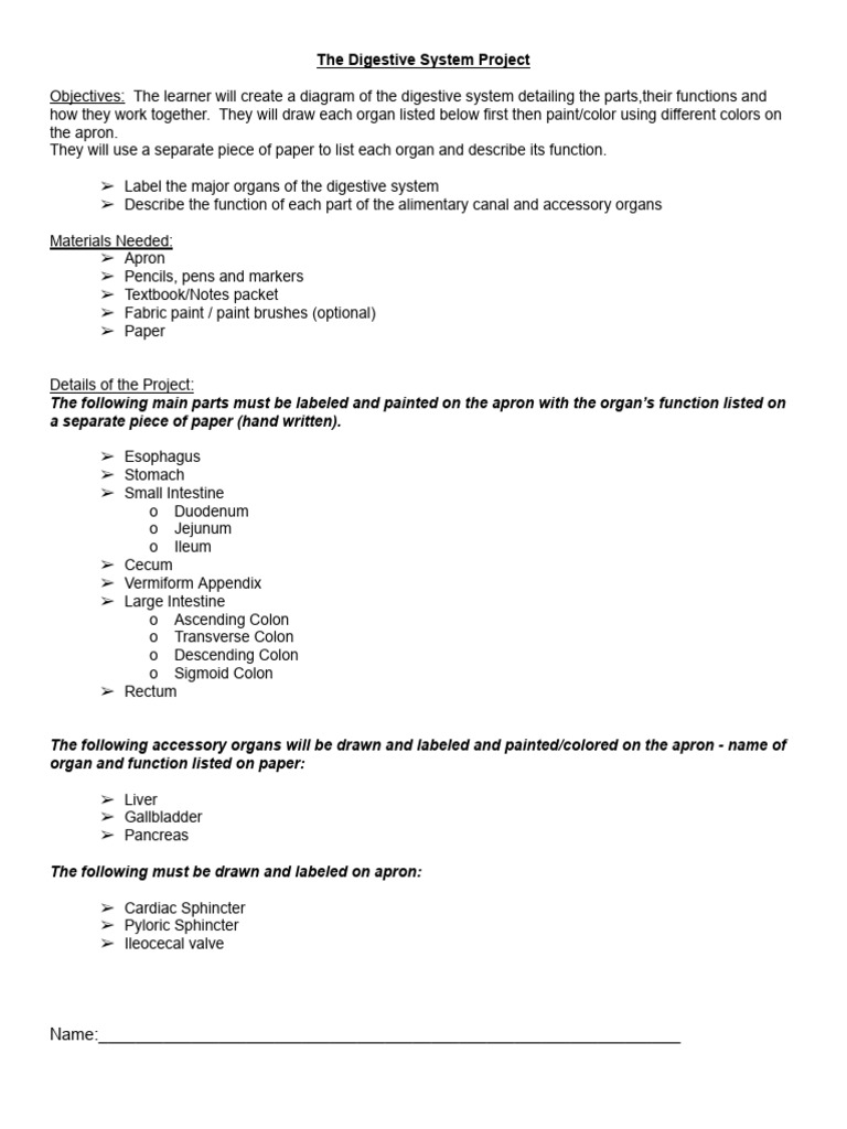 Digestive System Apron Project Guide | PDF | Gastrointestinal Tract ...