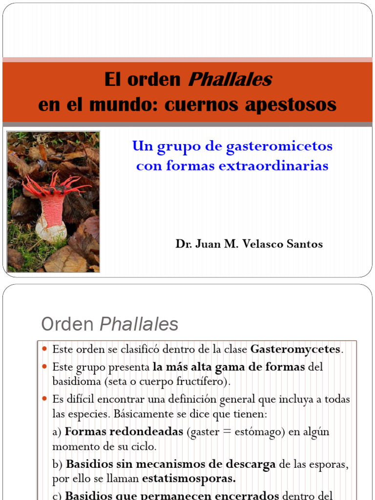 Orden Phallales | PDF | Micología | Hongo