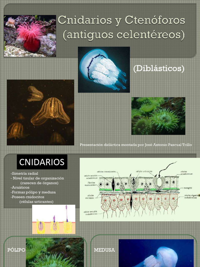 Cnidarios y Ctenoforos | PDF | Animales venenosos | Animales acuáticos