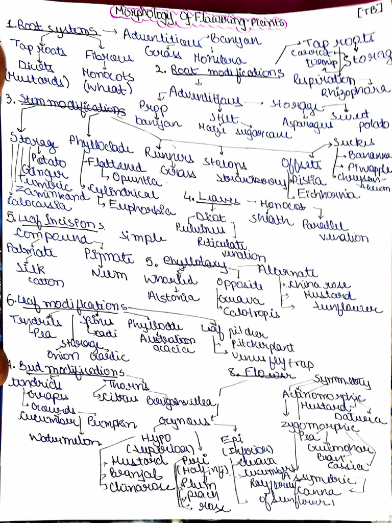 Examples of Plant Morphology | PDF | Plant Morphology | Plants