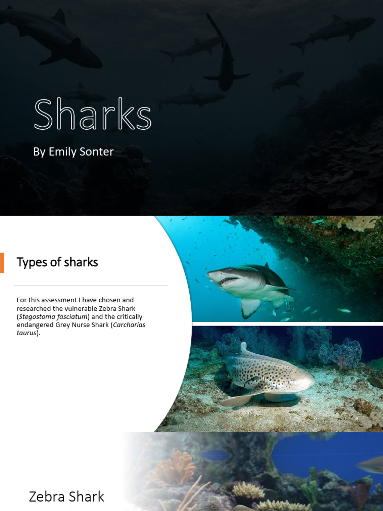 Sharks (Marine Studies Yr9 ) Final | PDF | Sharks | Mouth