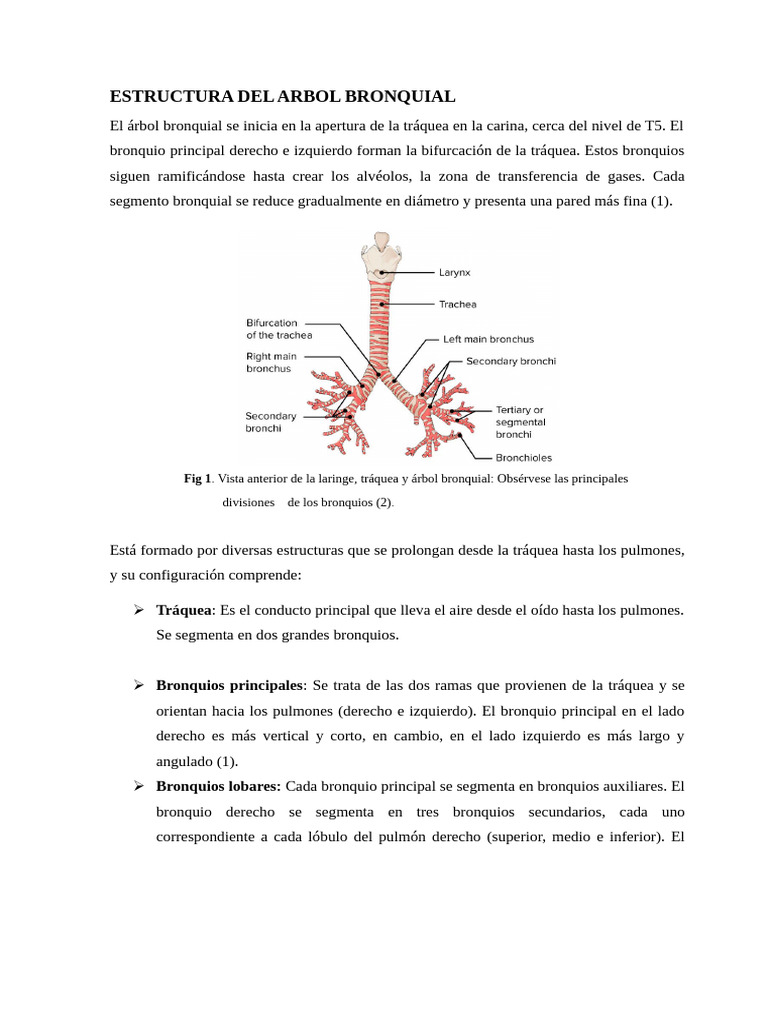 Anato Estructura Del Arbol Bronquial | PDF | Pulmón | Sistema respiratorio
