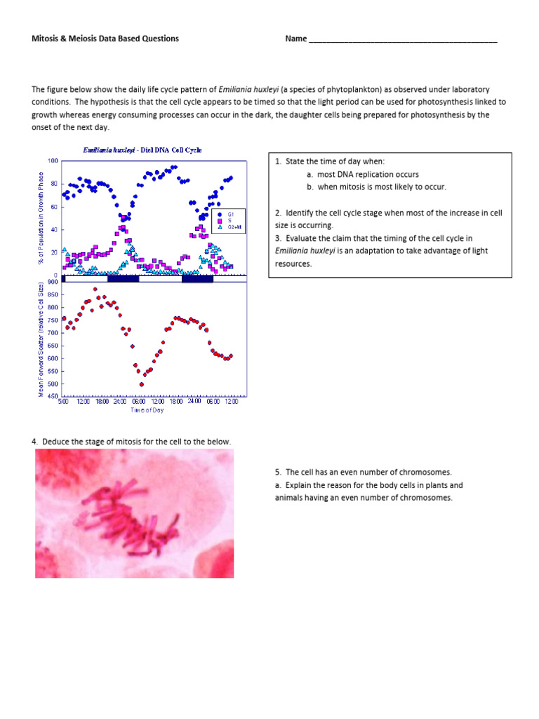 Mitosis and Meiosis DBQs | PDF | Telomere | Cell (Biology)
