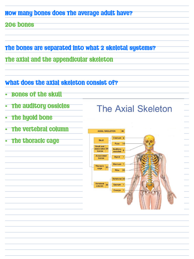 Human Skeleton and Bone Anatomy | PDF