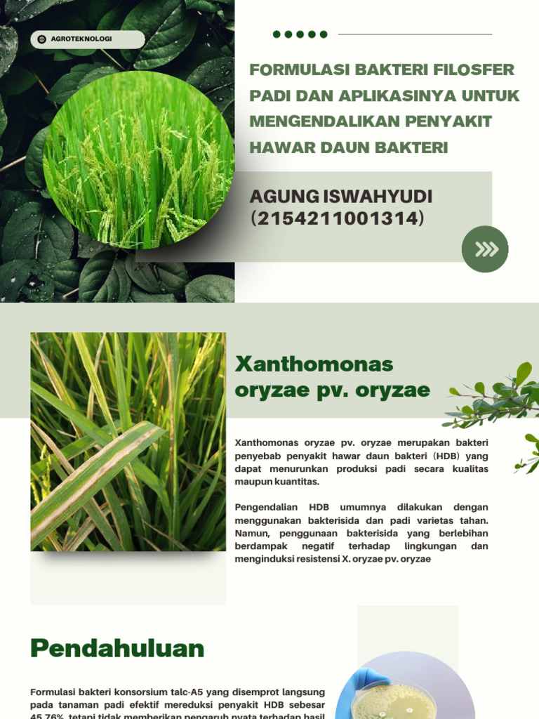 Formulasi Bakteri Filosfer Padi Dan Aplikasinya Untuk Mengendalikan ...