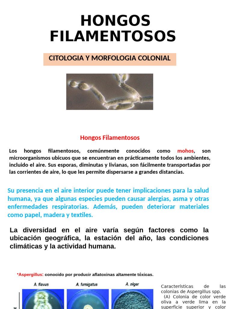 Hongos Filamentosos (Microcultivo) 2 | PDF | Hongo | Molde