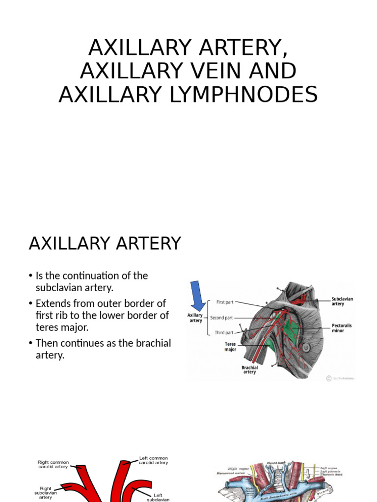 Axillary Artery, Axillary Vein and Axillary Lymphnodes | PDF | Human ...