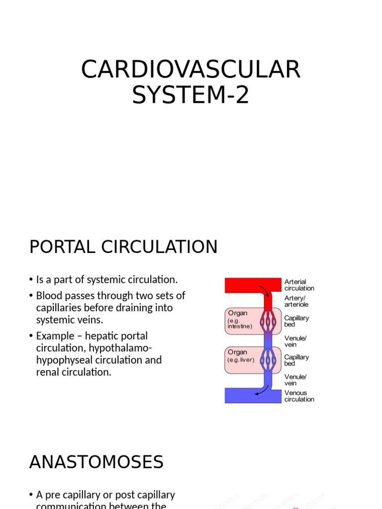 Understanding Cardiovascular Circulation | PDF | Capillary | Artery