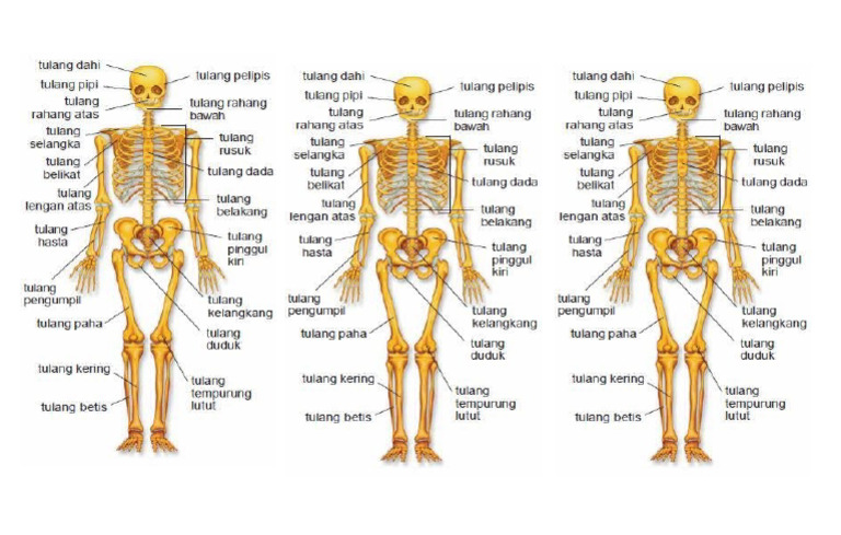 Gambar Rangka Ipa Ke-3 | PDF
