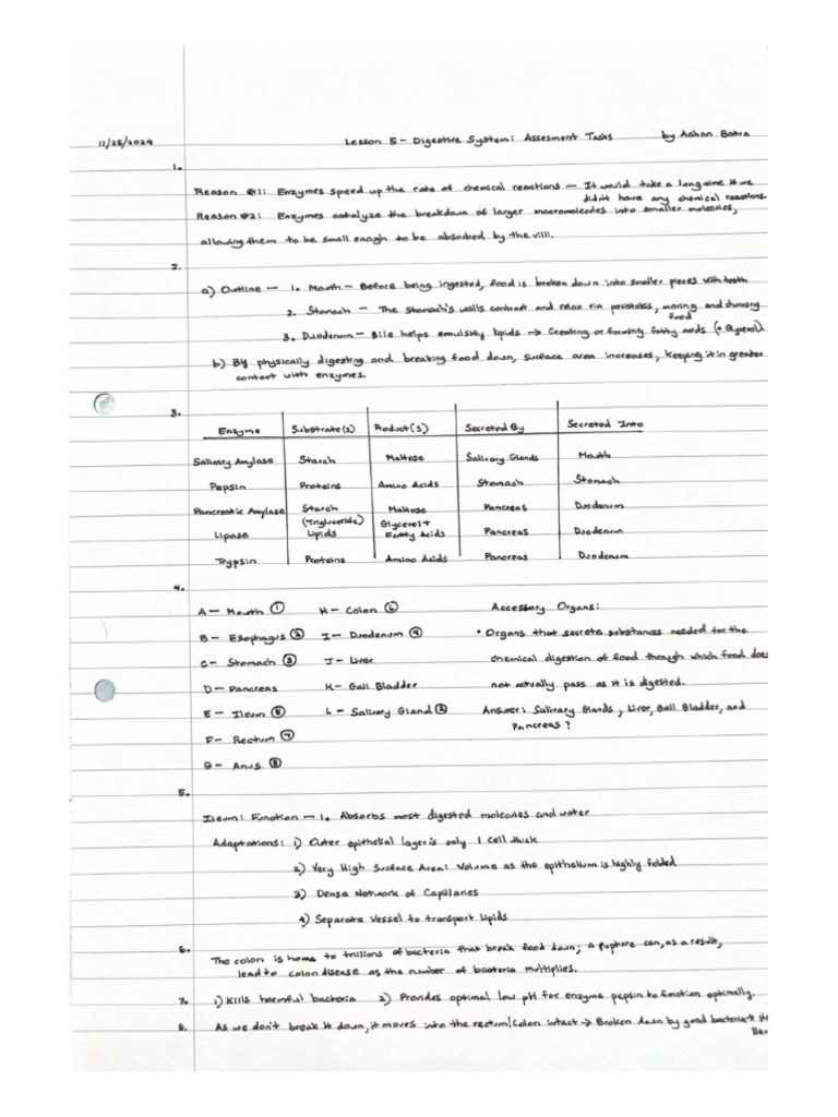 Lesson 5 - Digestive System | PDF