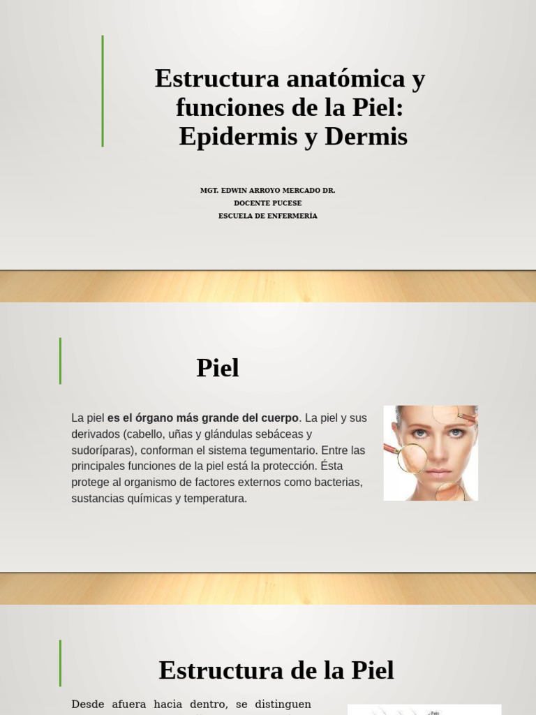 Estructura y funciones de la piel | PDF | Piel | Epidermis