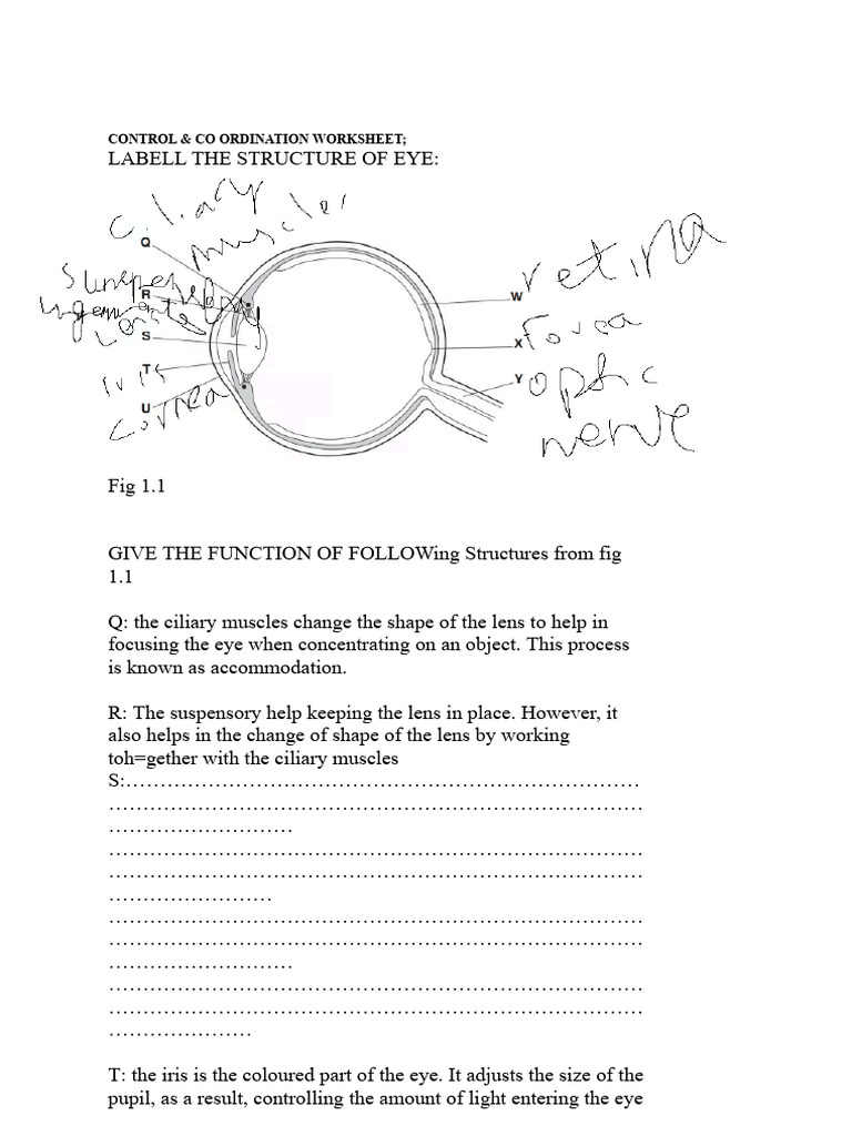 Eye Structure and Reflex Action Worksheet | PDF | Nervous System ...