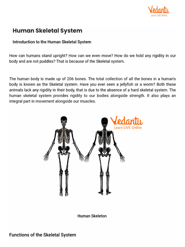 Human Skeletal System | PDF